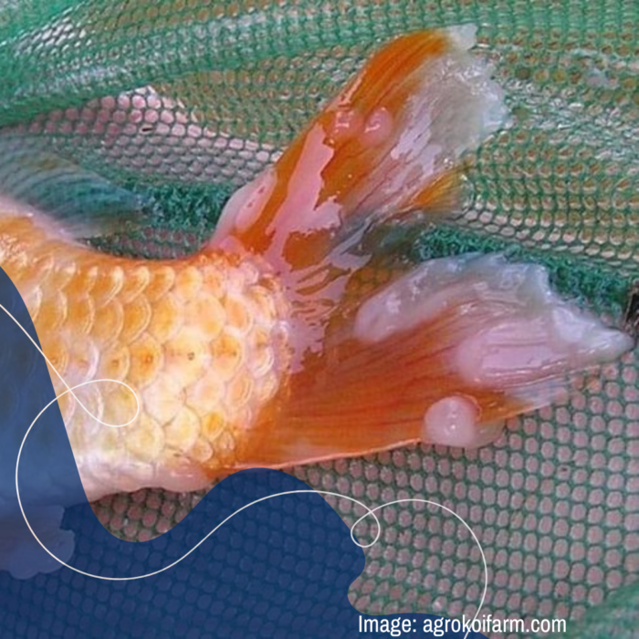 Hama pada Ikan Hias dan Cara Mengatasinya - Molly Jaya Indonesia