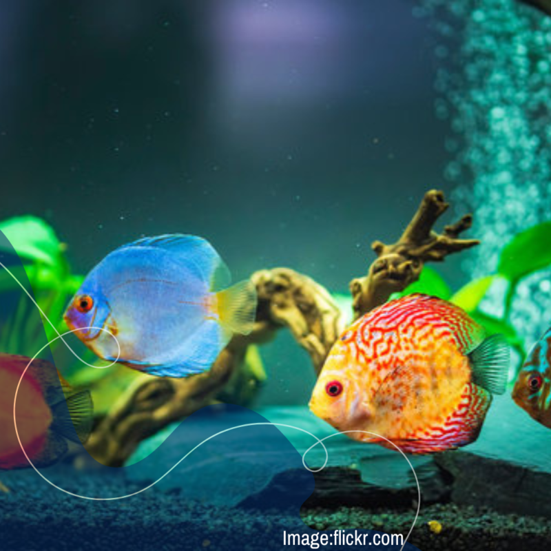 Mengenal Ikan Discus, Permata Air Tawar dari Sungai Amazon - Molly Jaya ...