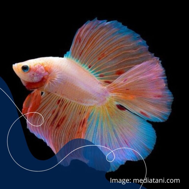 Mengenal Jenis Ikan Cupang Berdasarkan Bentuk Ekornya - Molly Jaya ...