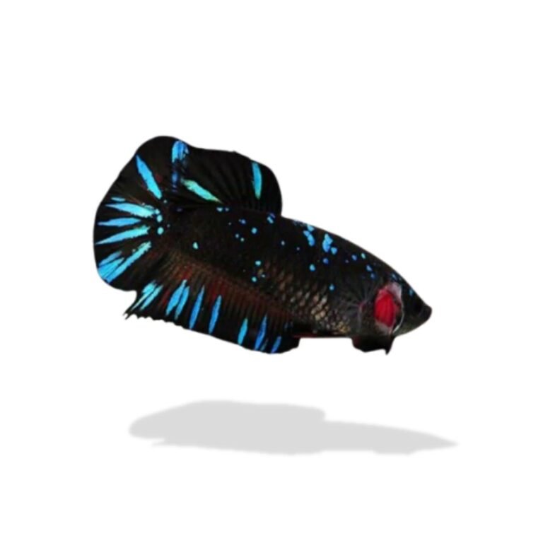 Ikan Cupang Avatar: Ciri Khas, Harga, dan Tips Merawat Corak Warna ...