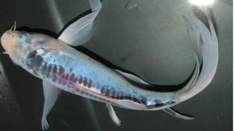 11 Jenis Ikan Koi Slayer yang Paling Dicari - Molly Jaya Indonesia