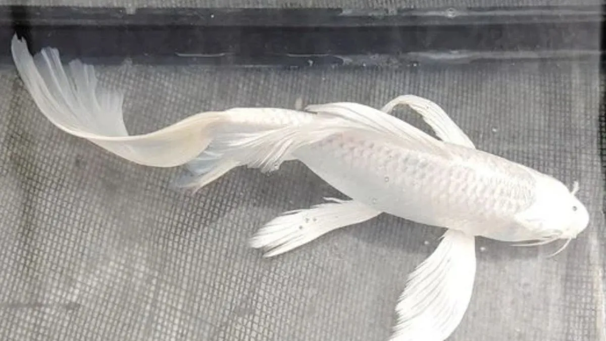 Cara Budidaya Ikan Koi Slayer bagi Pemula: Dari Pemilihan Indukan ...