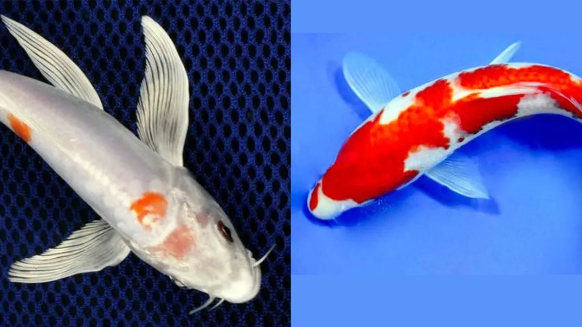 11 Jenis Ikan Koi Slayer yang Paling Dicari - Molly Jaya Indonesia