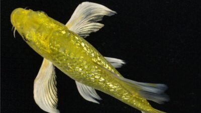 11 Jenis Ikan Koi Slayer yang Paling Dicari - Molly Jaya Indonesia