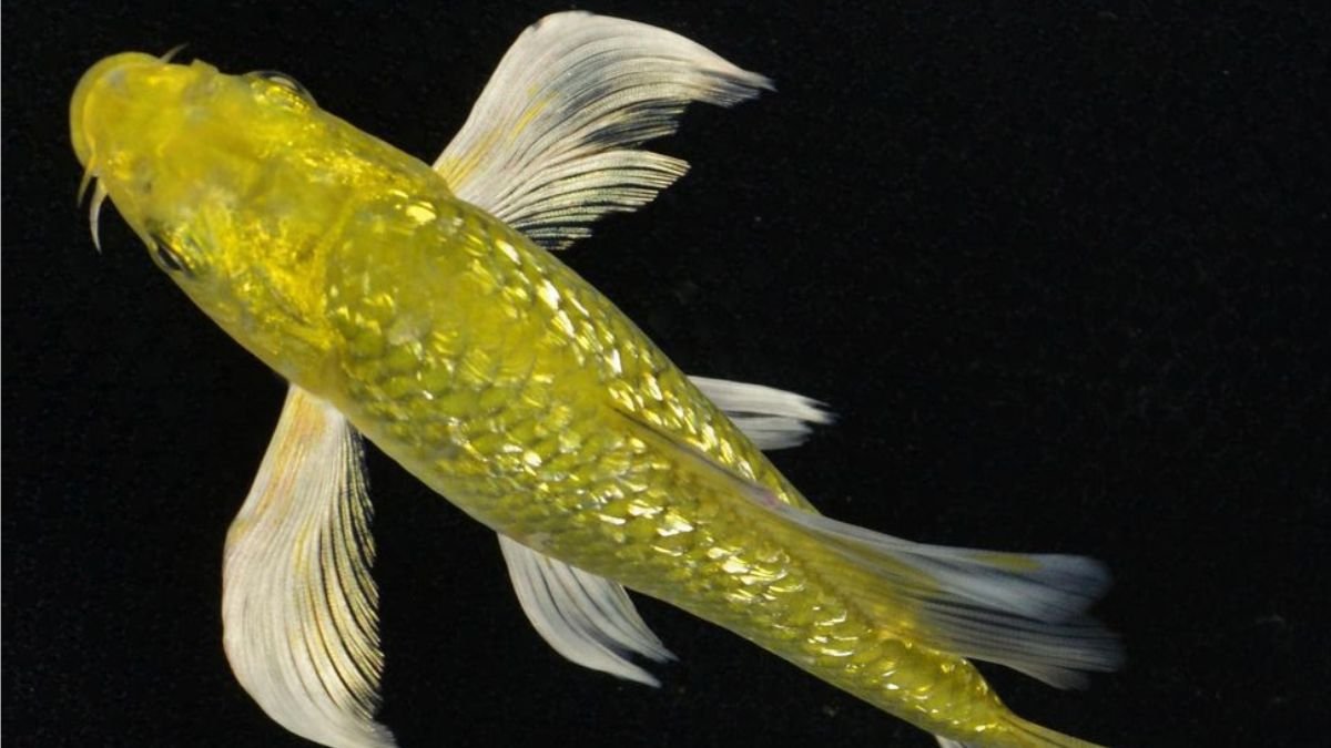 11 Jenis Ikan Koi Slayer yang Paling Dicari - Molly Jaya Indonesia