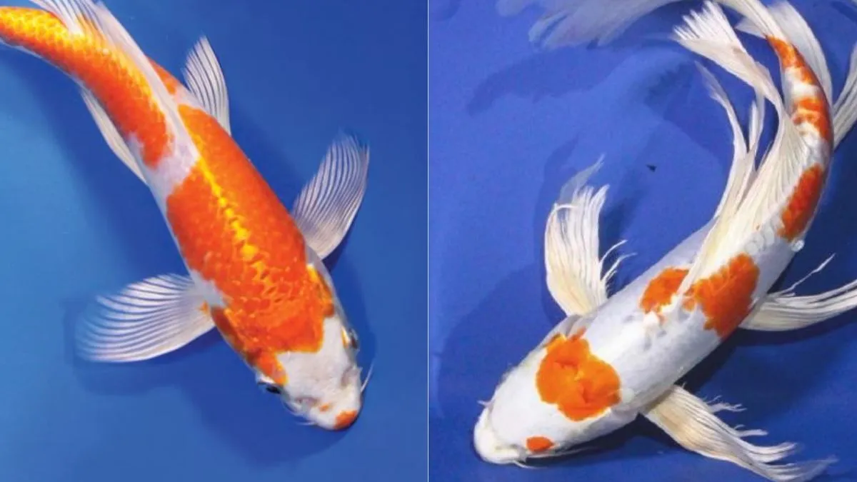 11 Jenis Ikan Koi Slayer yang Paling Dicari - Molly Jaya Indonesia