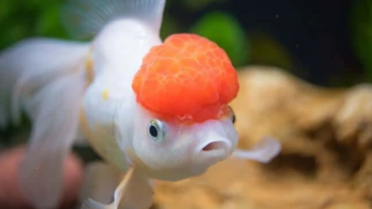 Mengenal Ikan GloFish: Asal-usul, Makanan, dan Harganya - Molly Jaya ...